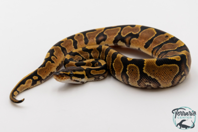 Python regius Yellow Belly