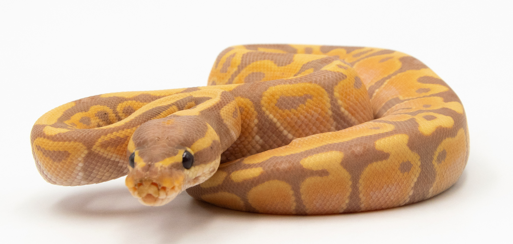 Python regius Banana