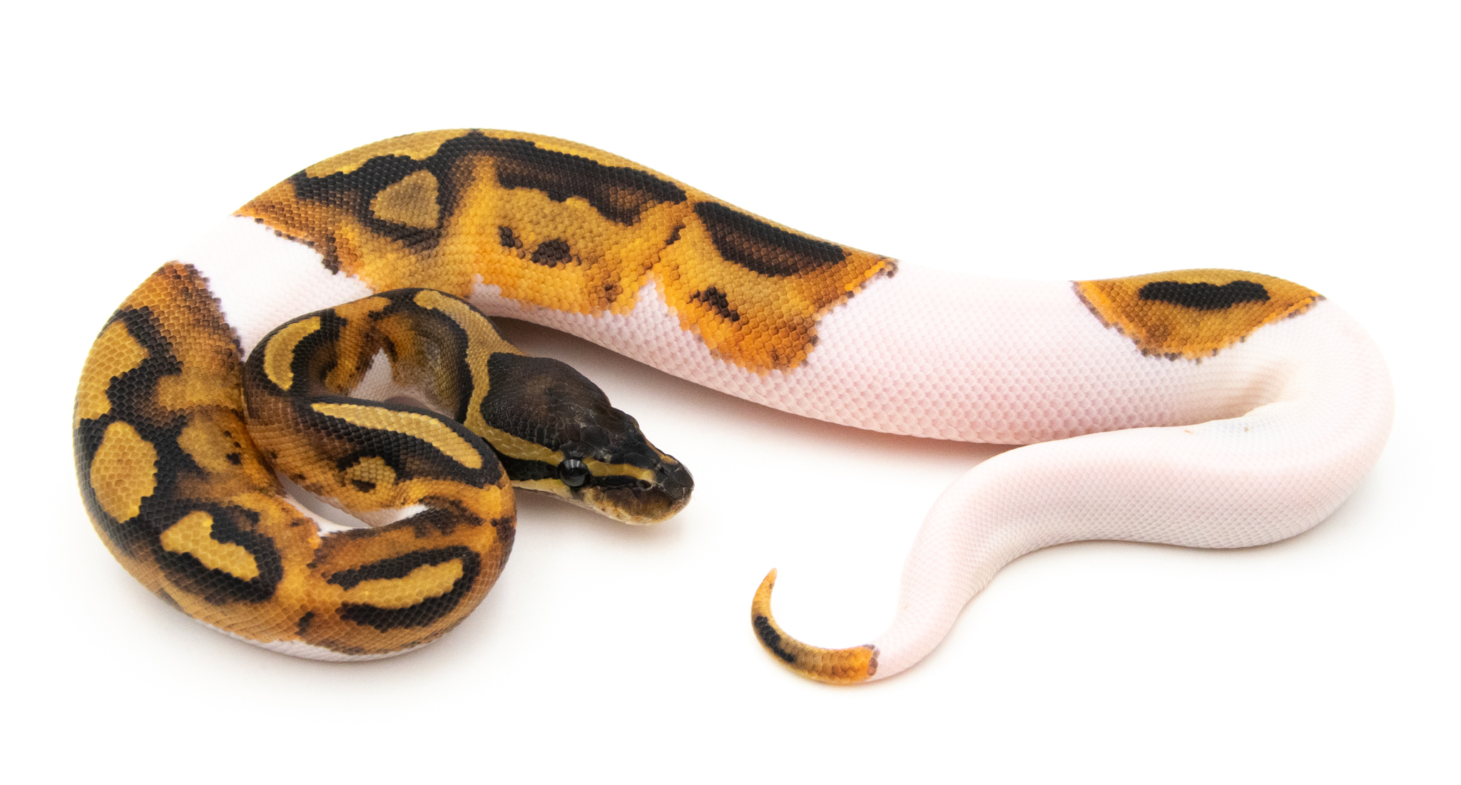 Python regius Piebald