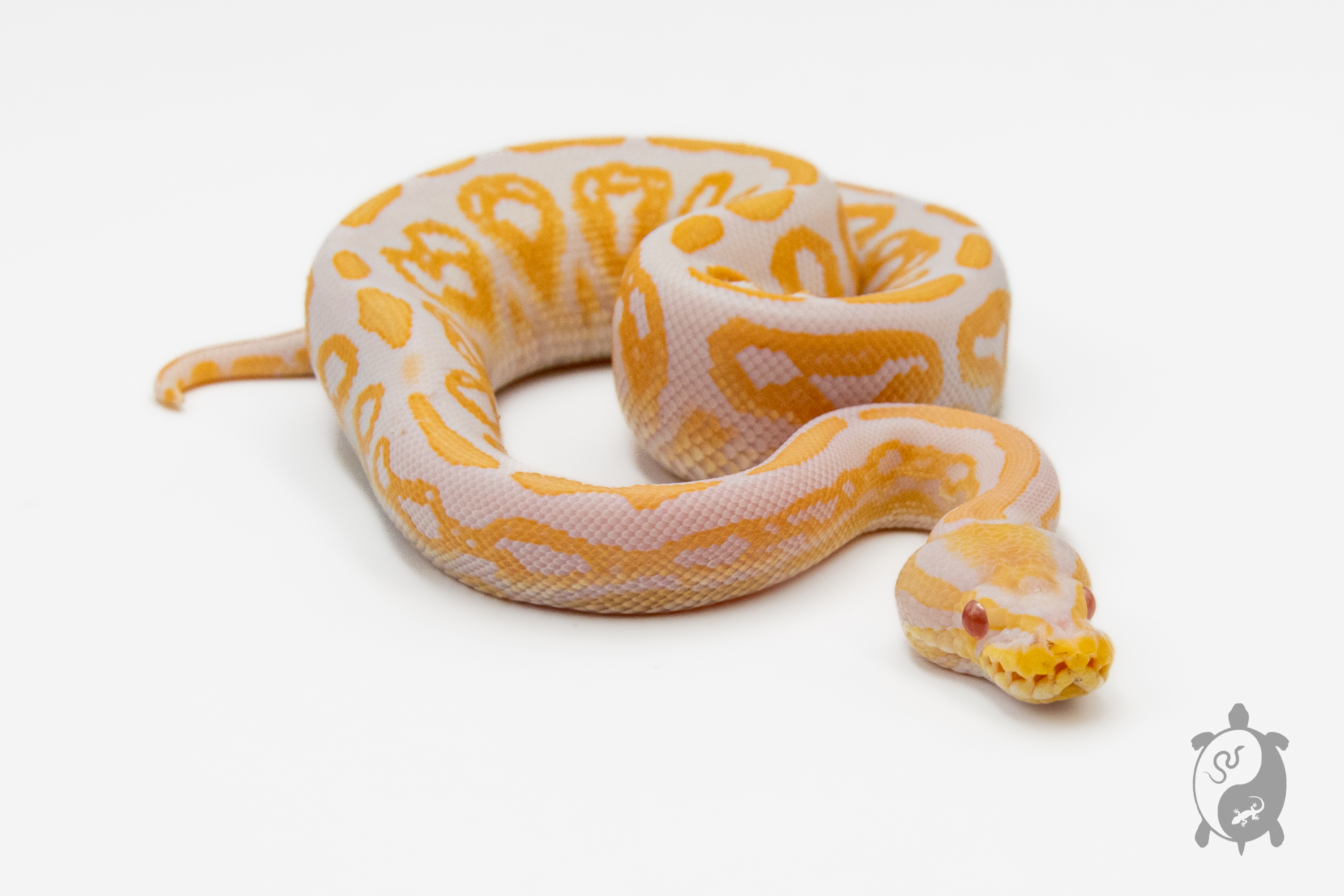 Python royal - Python regius Albinos Black Pastel