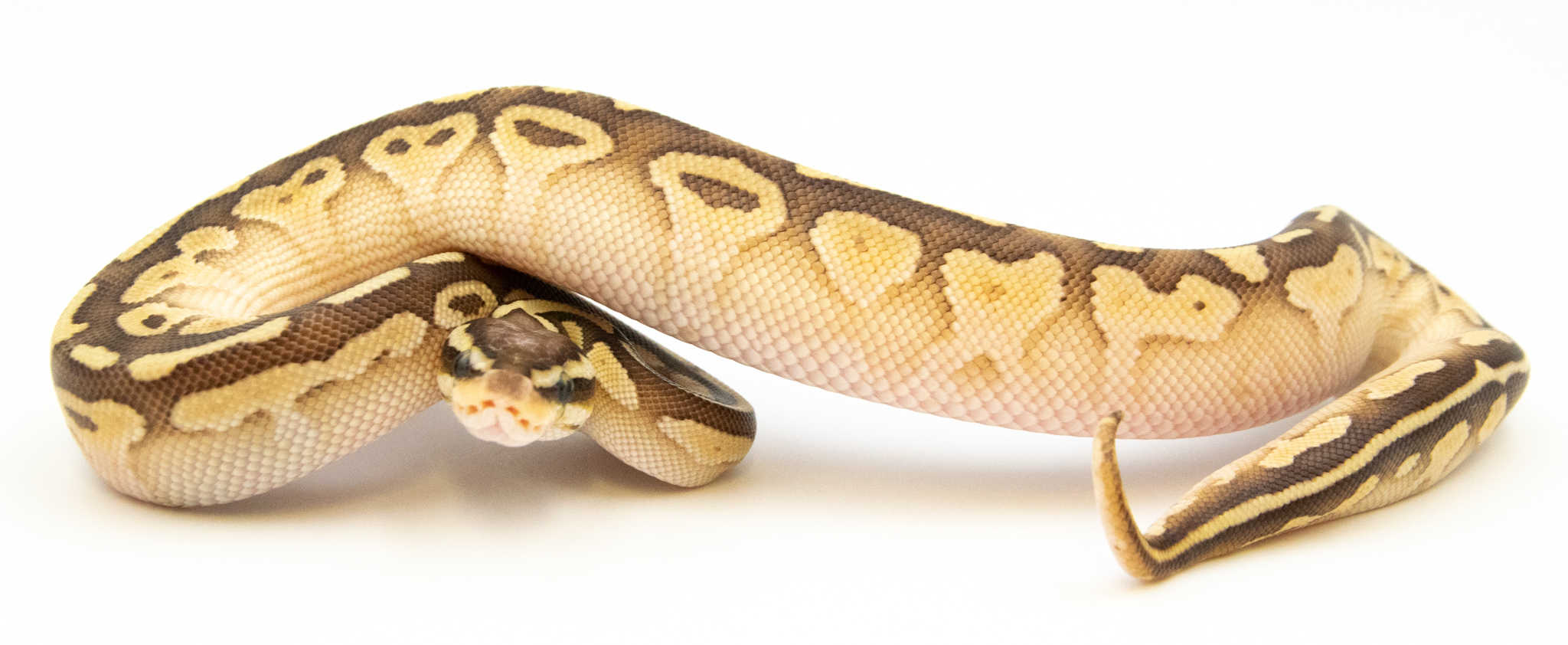 Python royal - Python regius Lesser Pastel het Pied