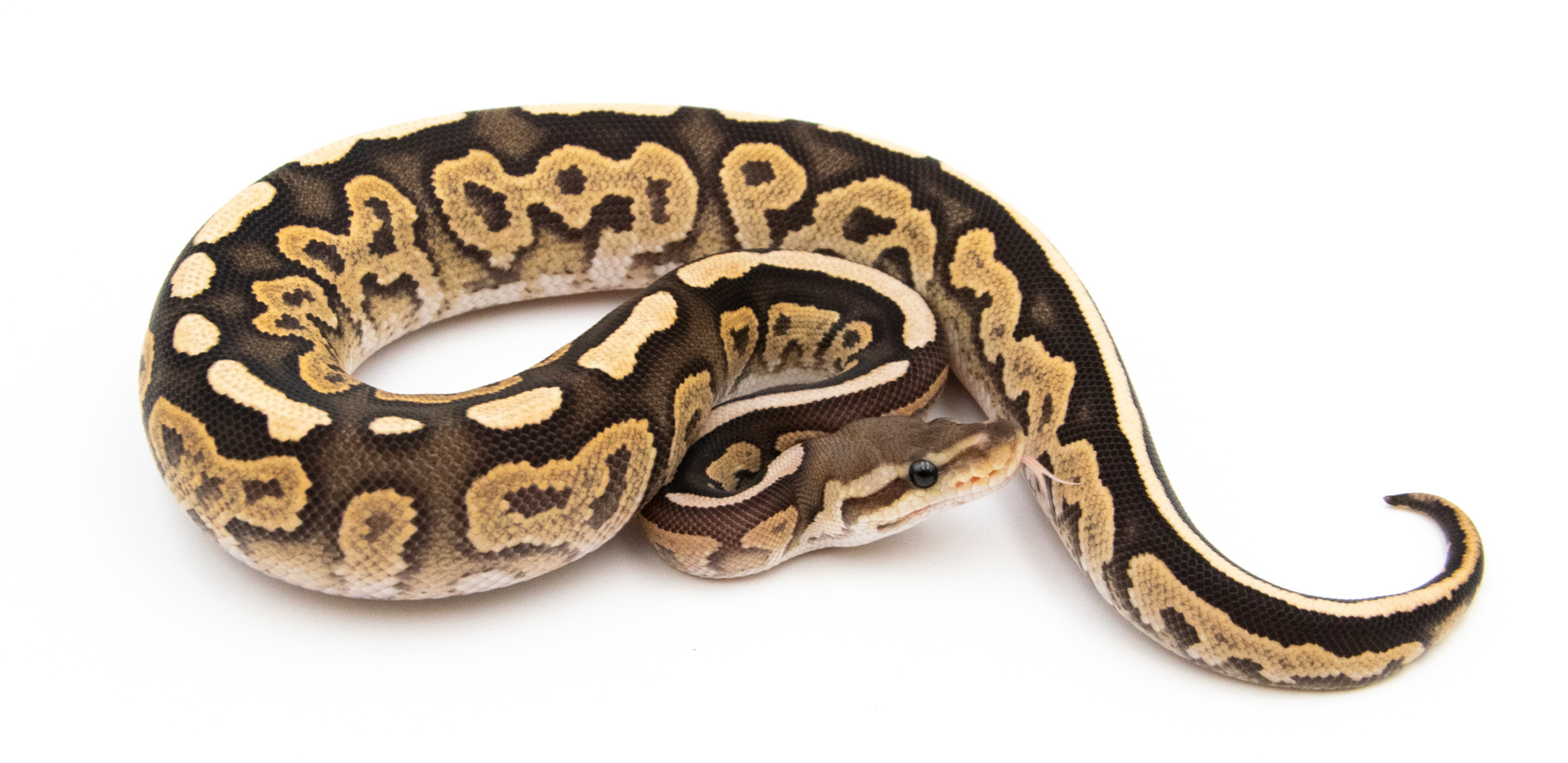 Python regius Cinnamon