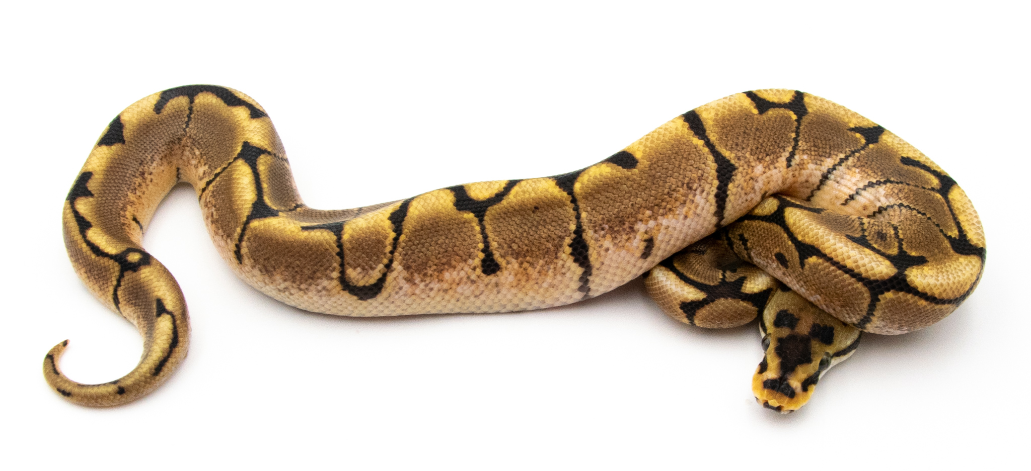 Python regius Spider