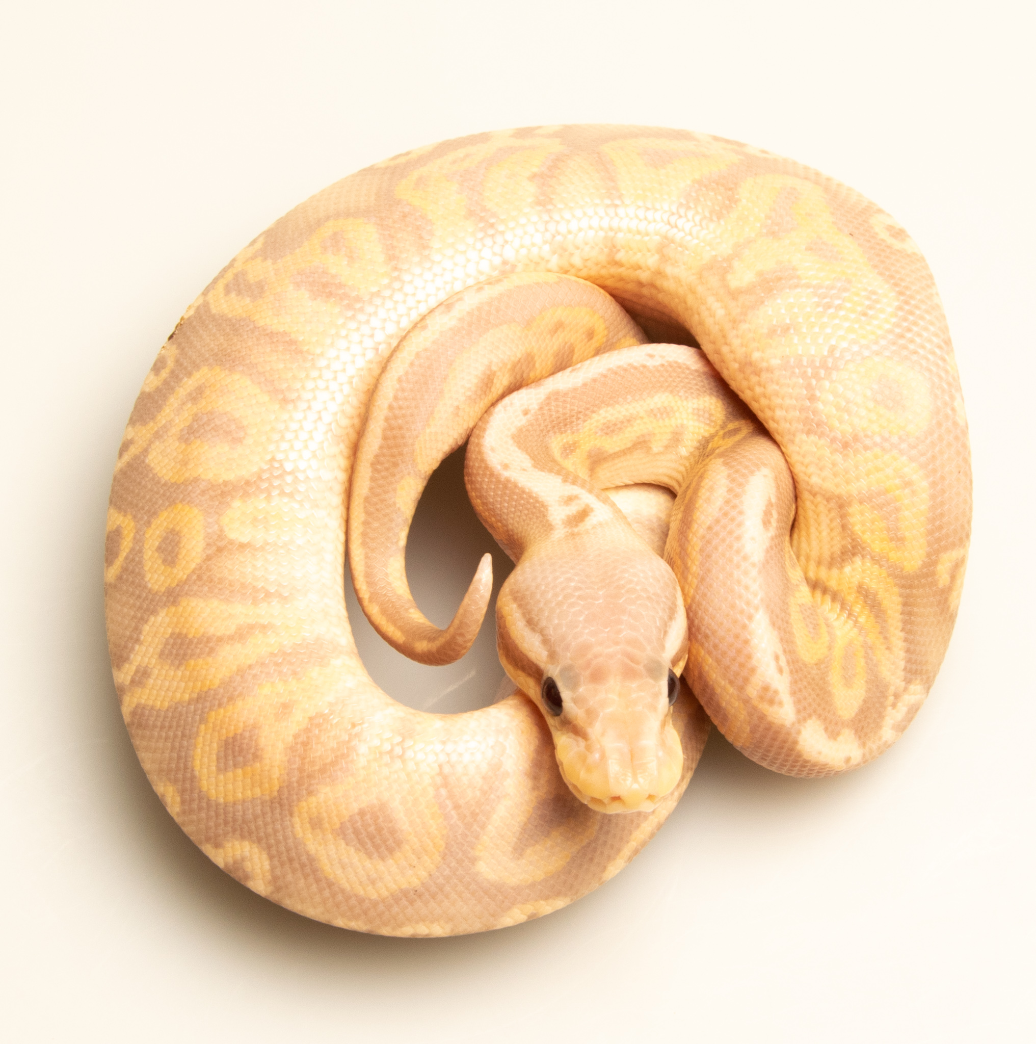 Python regius Banana