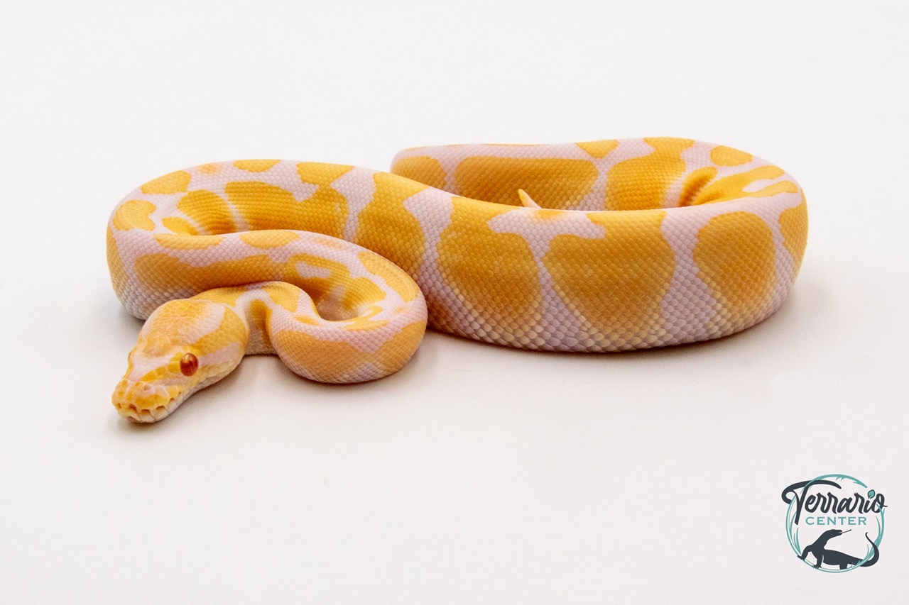 Python regius Albinos