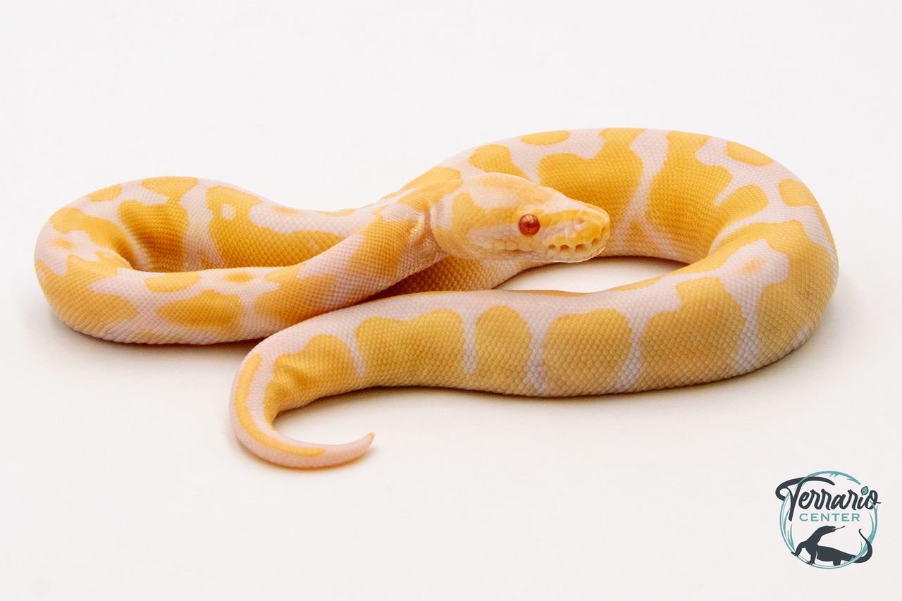 Python regius Albinos