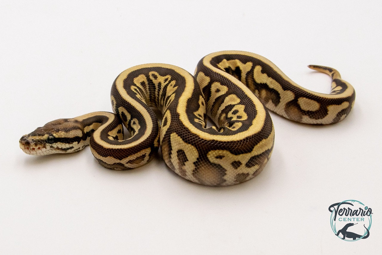 Python regius Leopard Butter