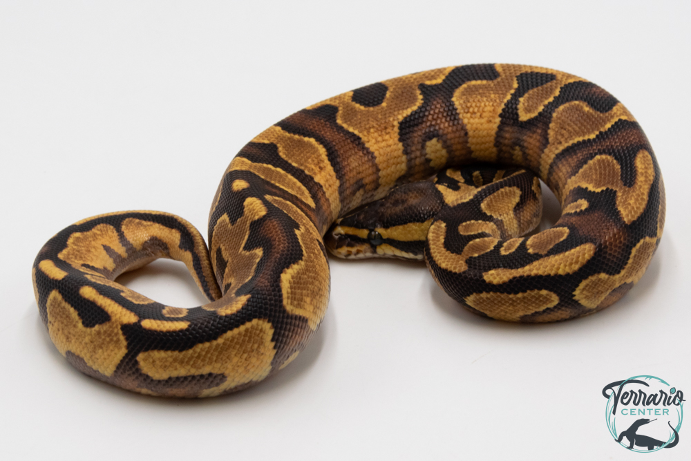 Python royal - Python regius Enchi Yellow Belly