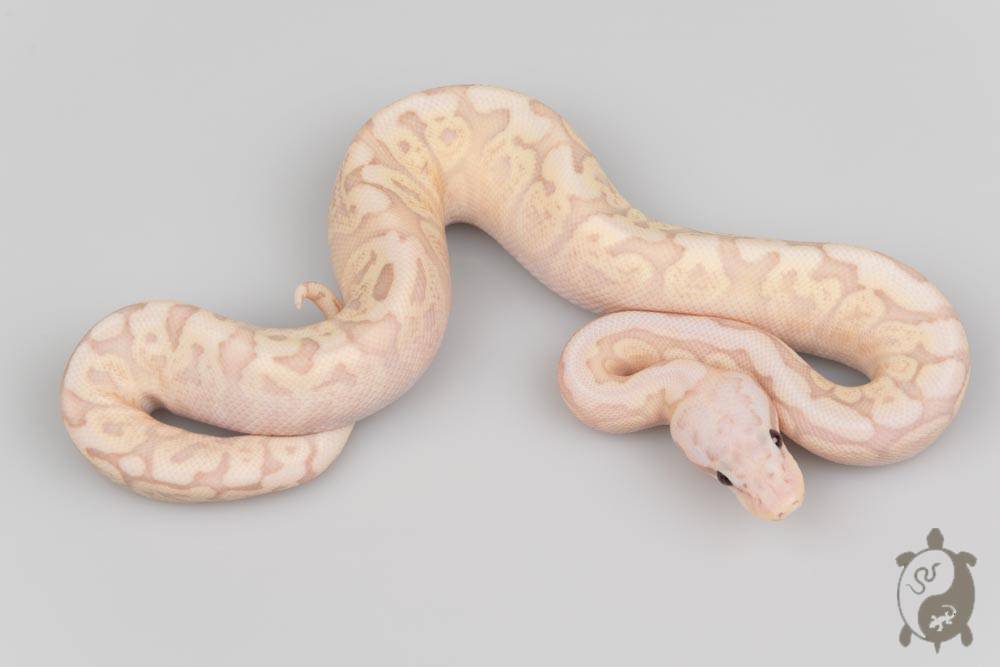 Python regius Super Banana Pastel GHI Spider