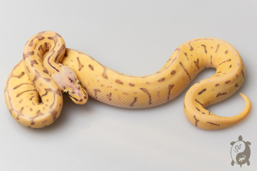 Python royal - Python regius Banana Bumblebee Leopard GHI