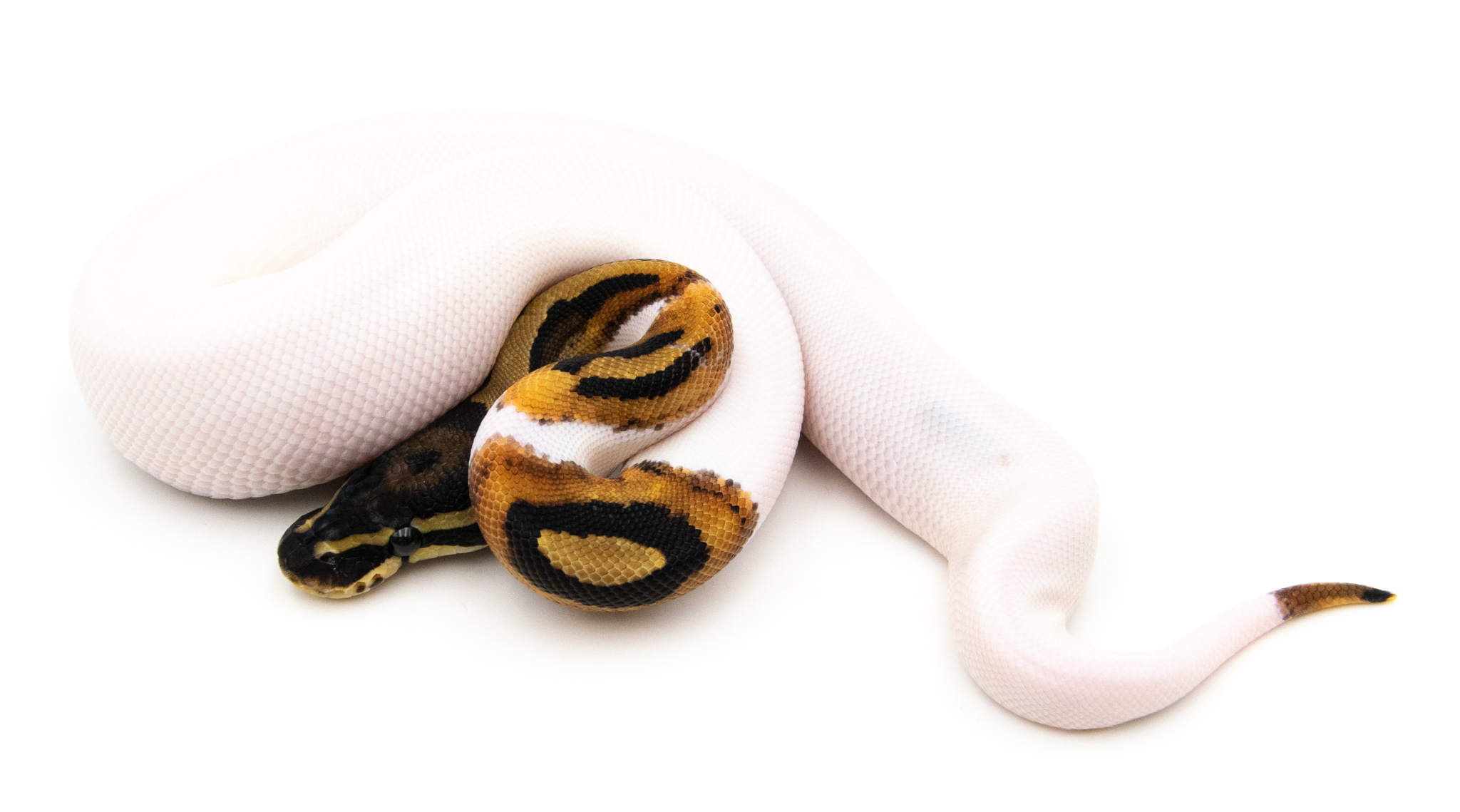 Python regius Piebald