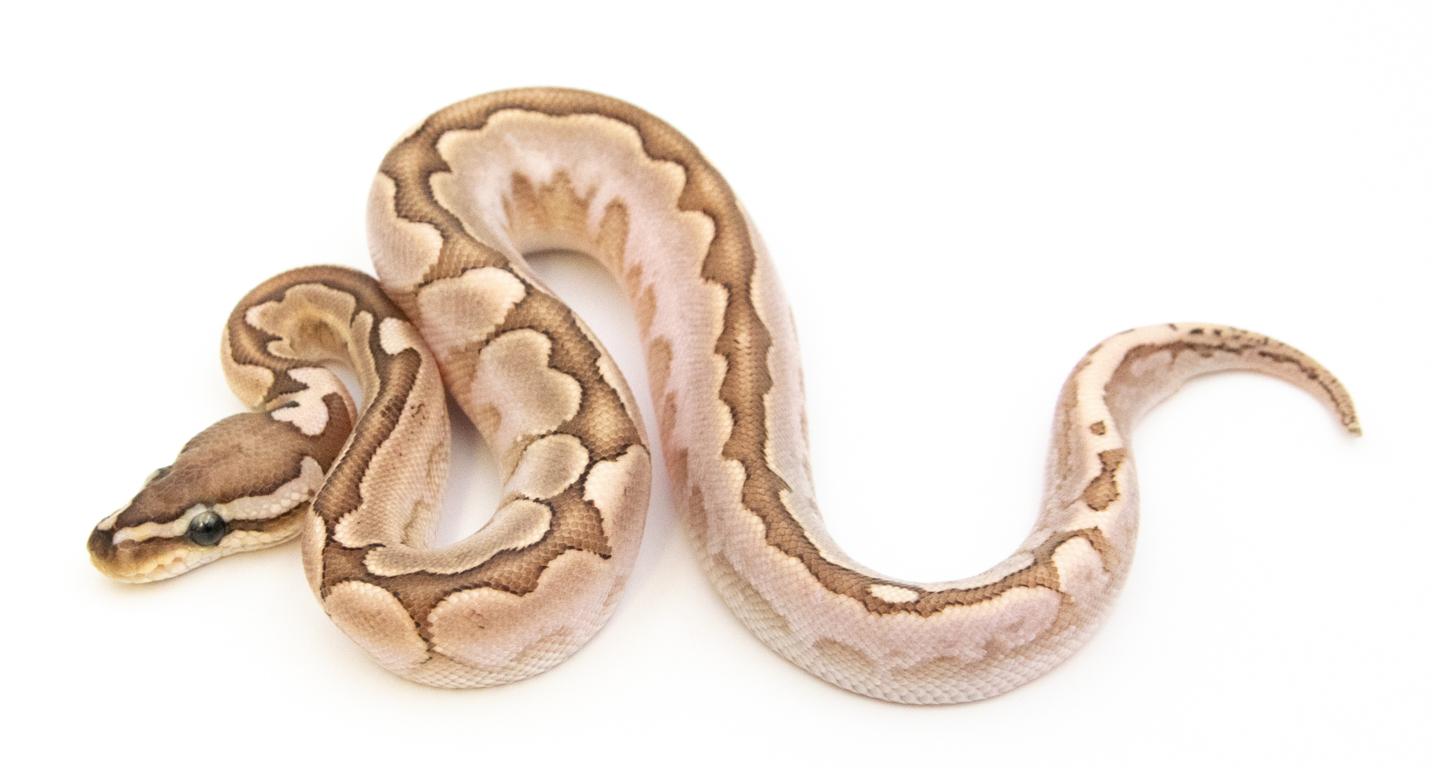 Python royal - Python regius Bamboo Calico poss Enchi