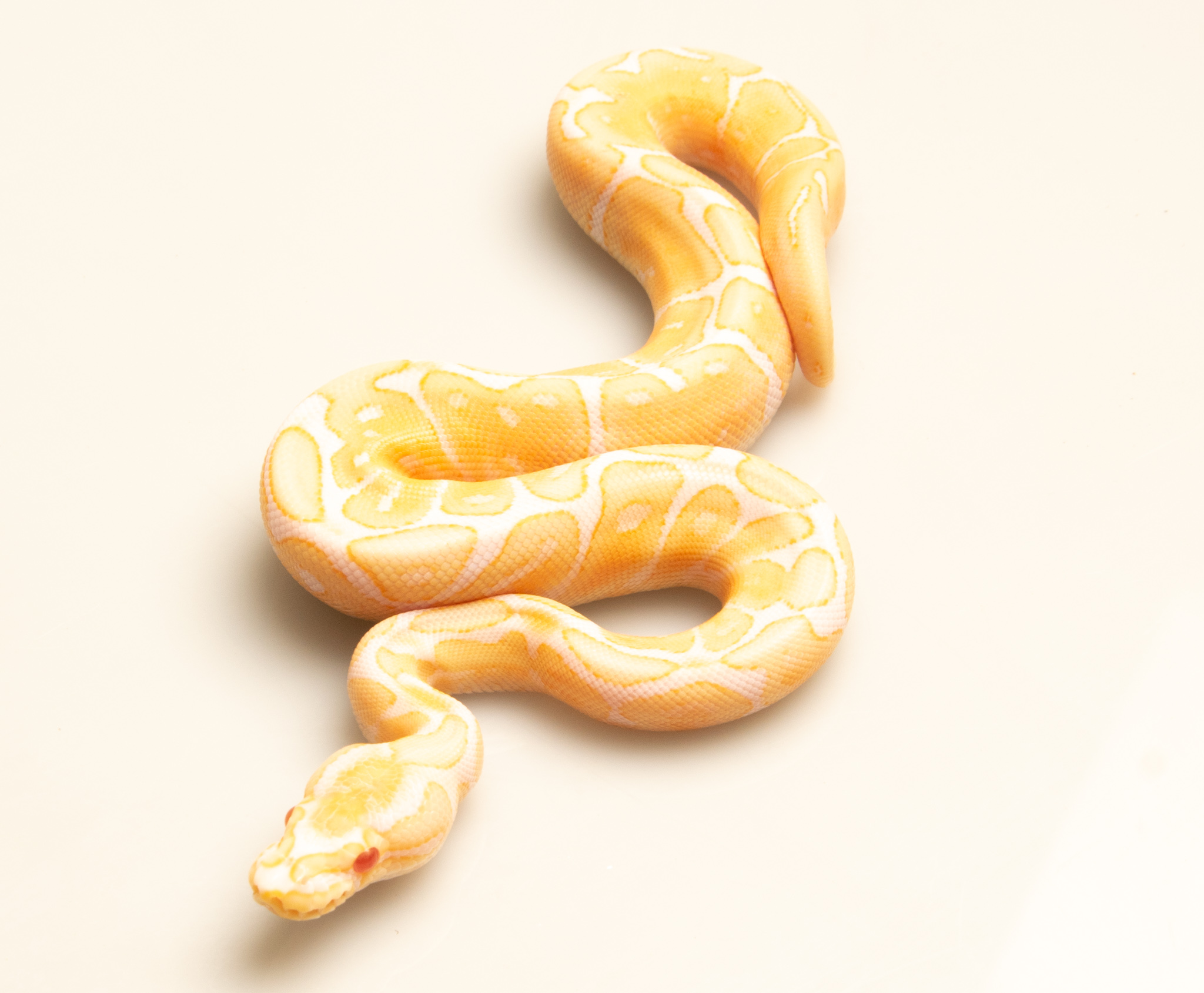 Python regius Albinos Black Pastel Spider