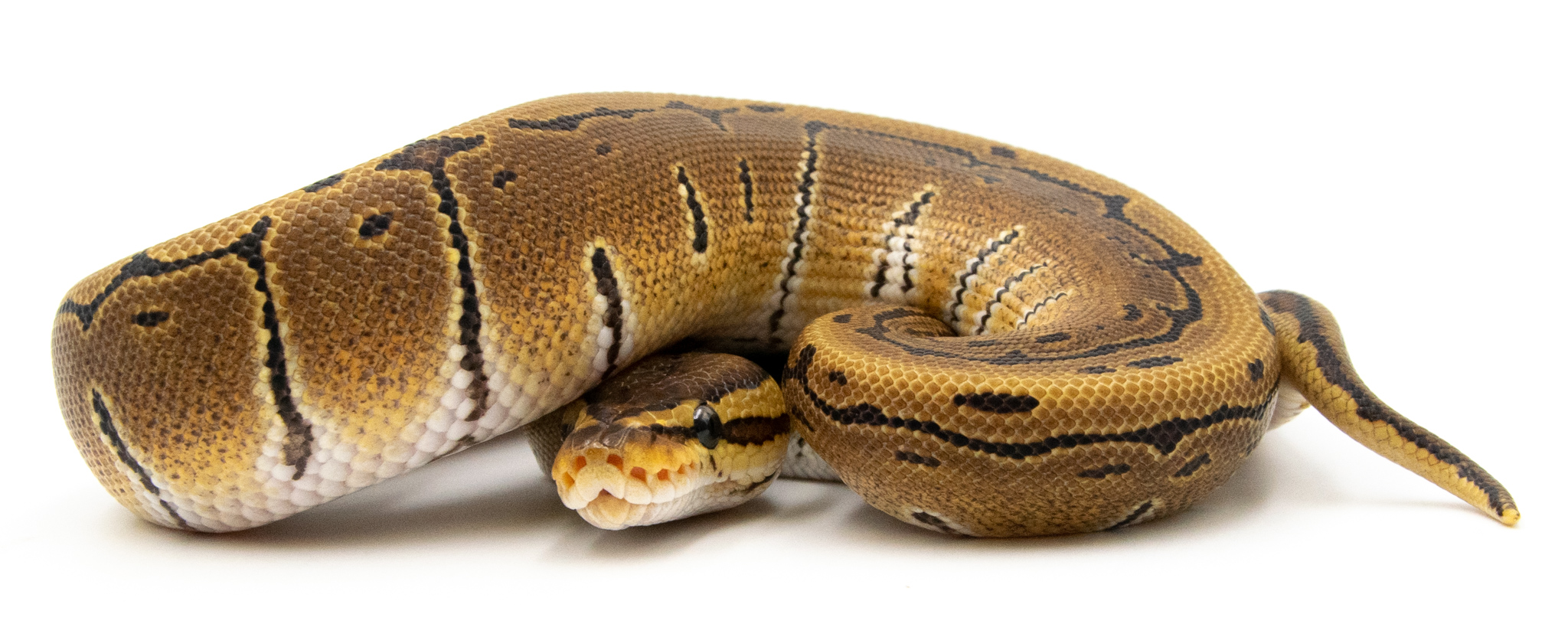 Python regius Pinstripe