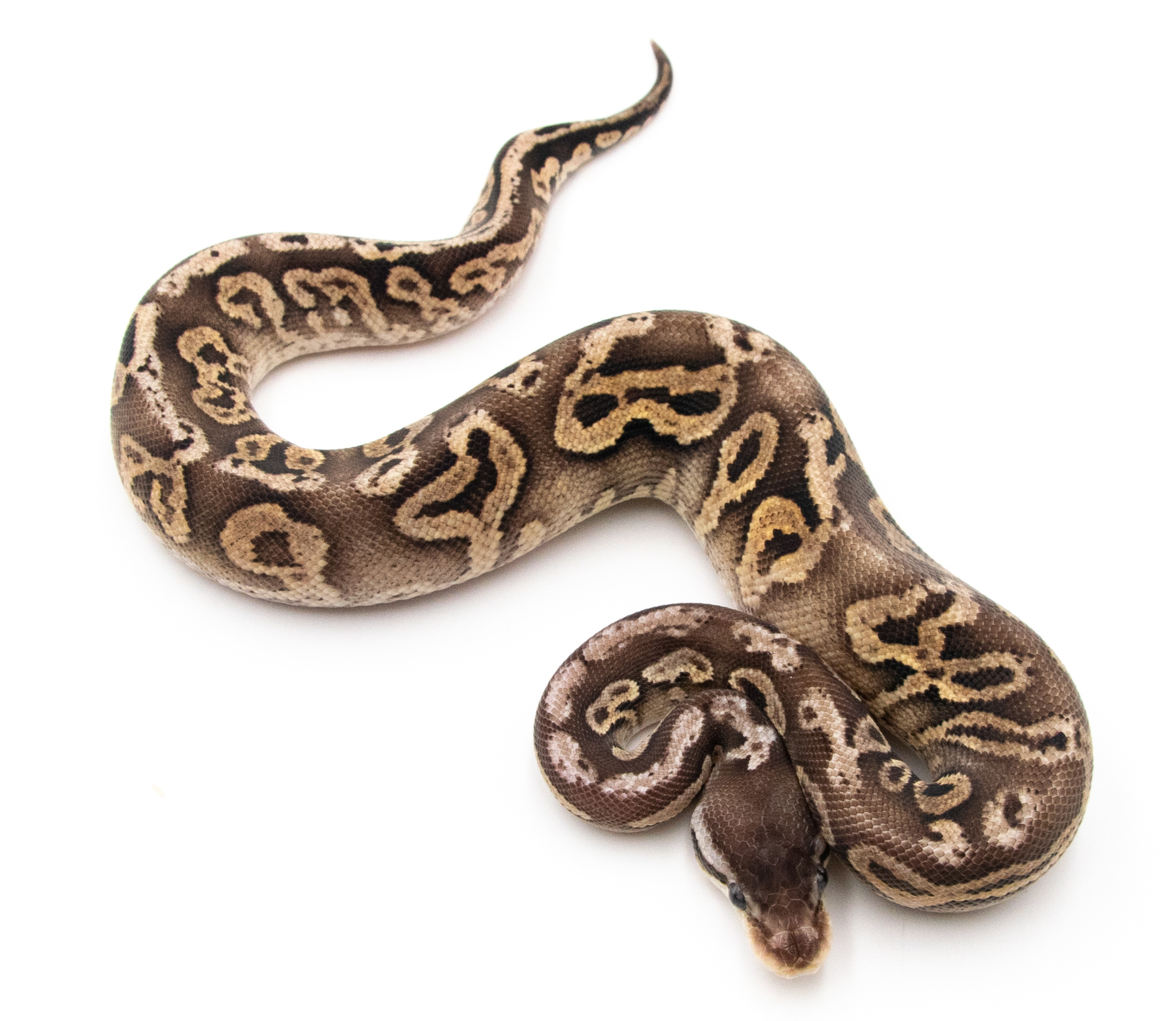 Python regius - Python royal Boutique Terrario Center