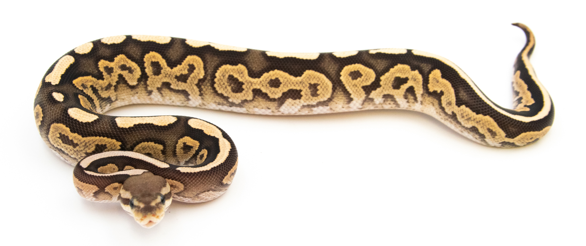 Python regius Cinnamon