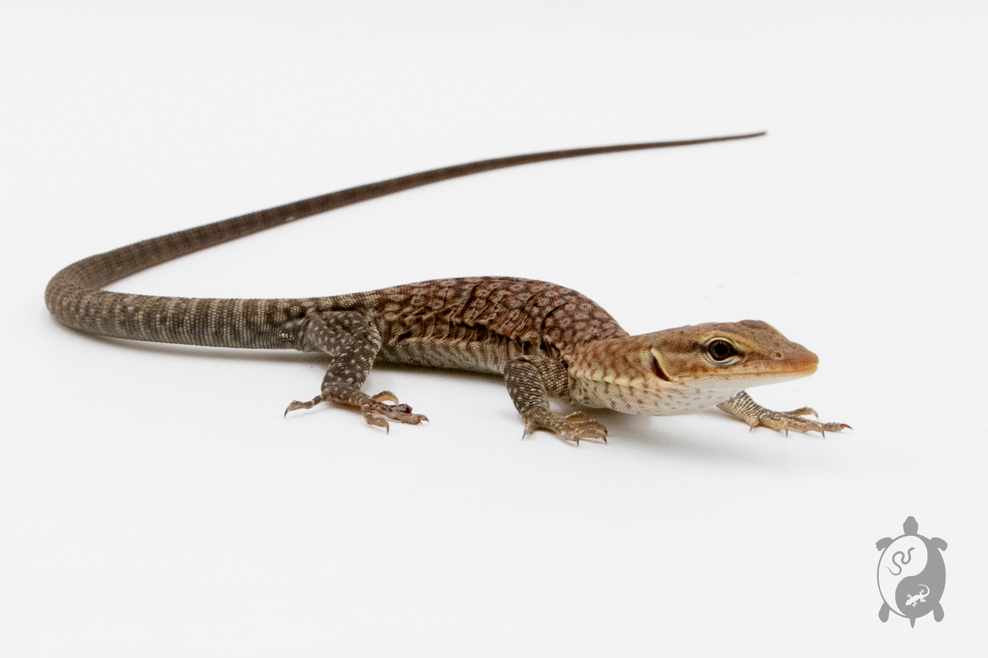 Varanus tristis tristis Varanus tristis tristis
