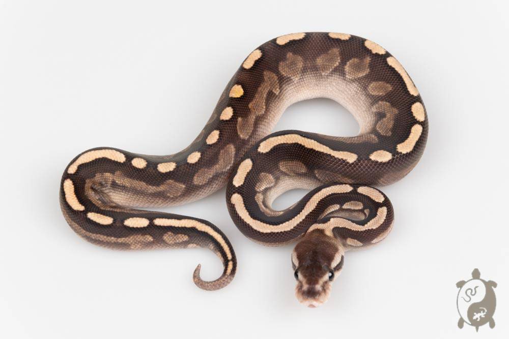 Python regius - Python royal Boutique Terrario Center