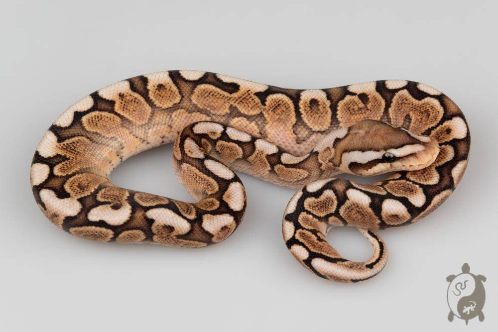 Python regius GHI Black Pastel Spider