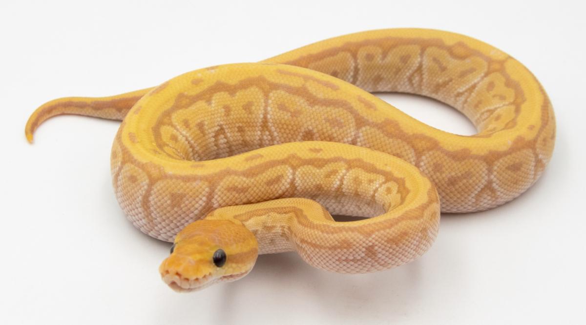 Python regius Banana Phantom Pinstripe