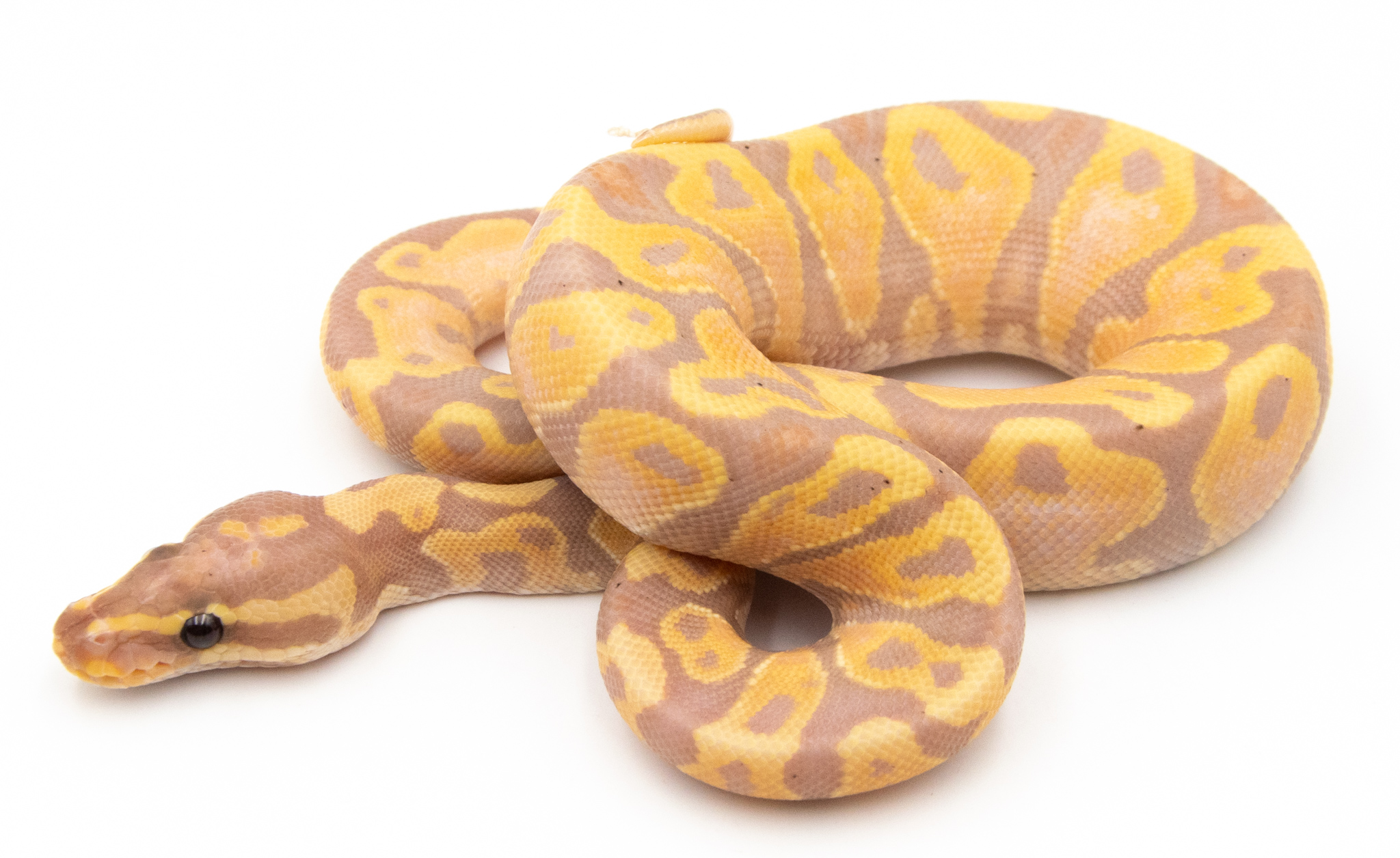 Python regius Banana