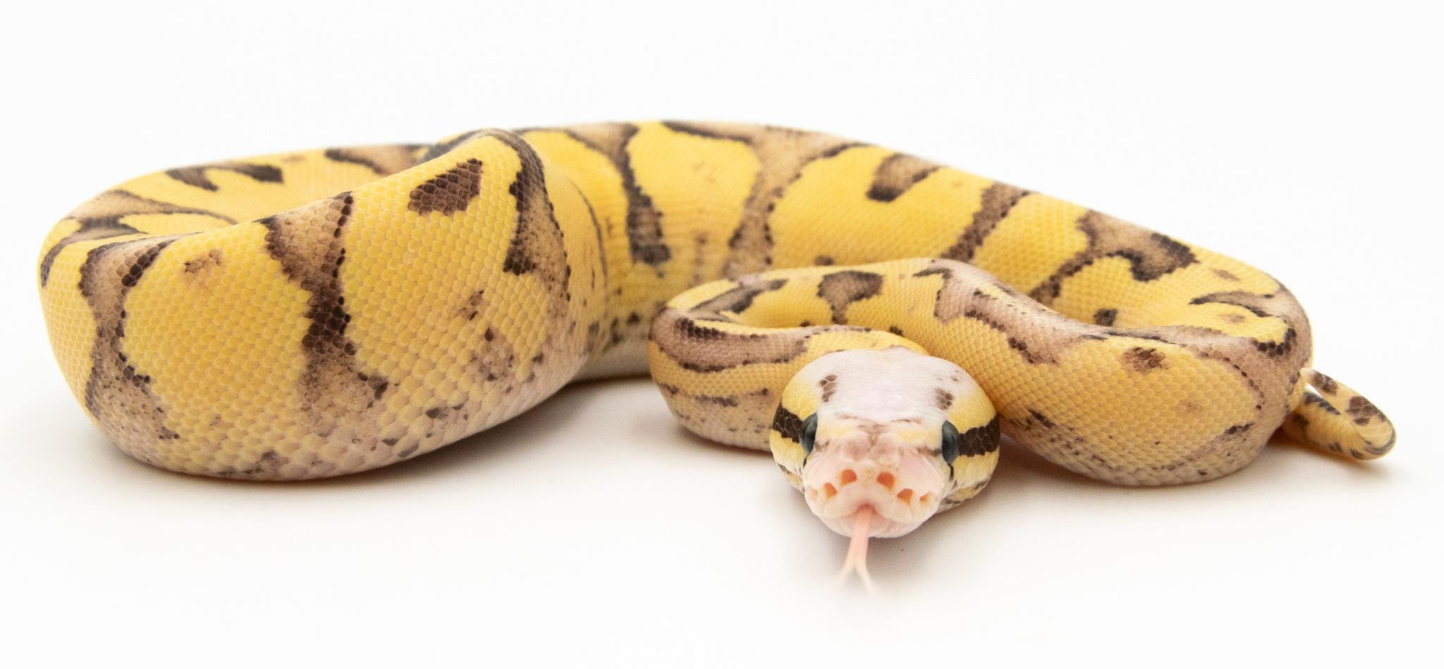 Python royal - Python Regius Vanilla Scream Butter