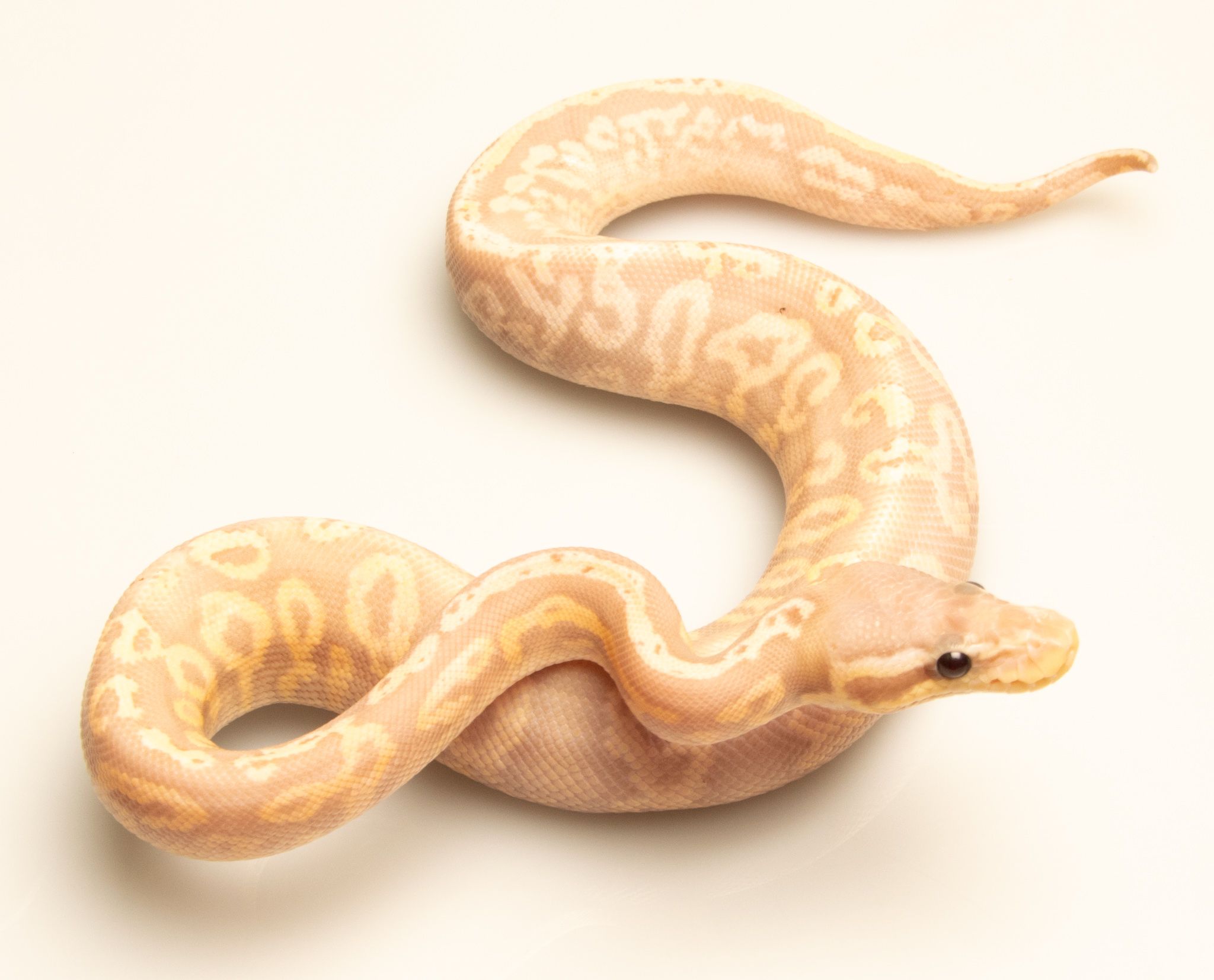 Python regius Banana