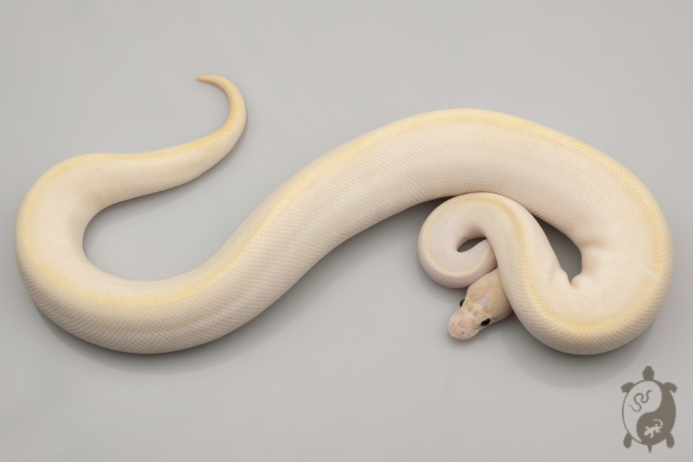 Python regius Ivory Pinstripe