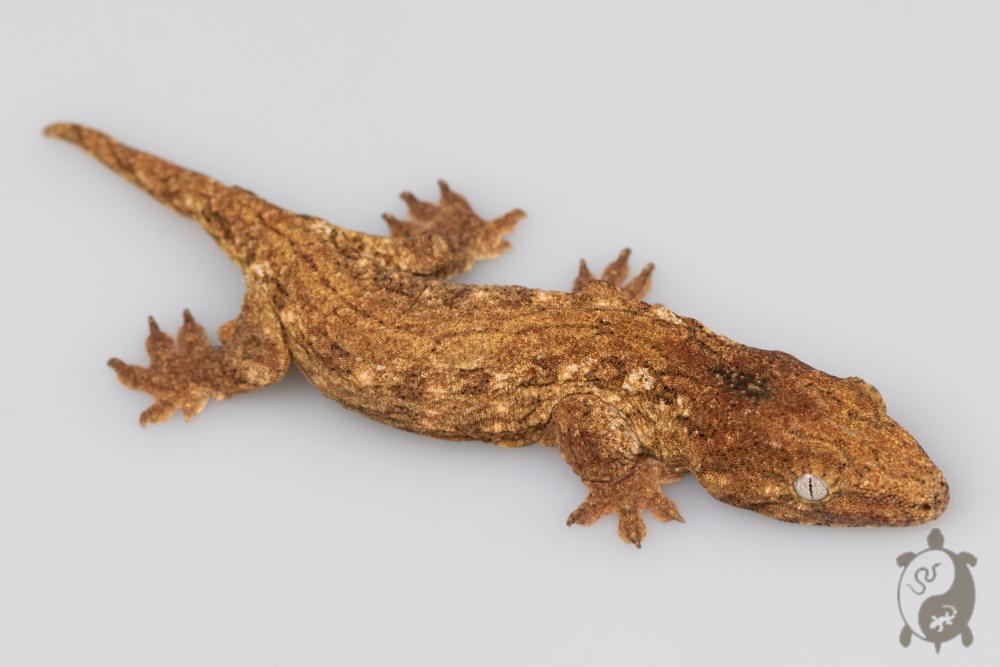 Rhacodactylus leachianus - Gecko géant de Nouvelle-Calédonie Moro