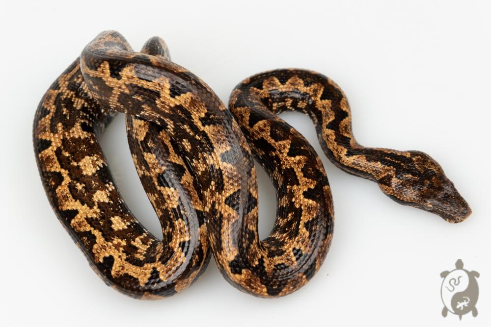 Boïdés Boutique Terrario Center