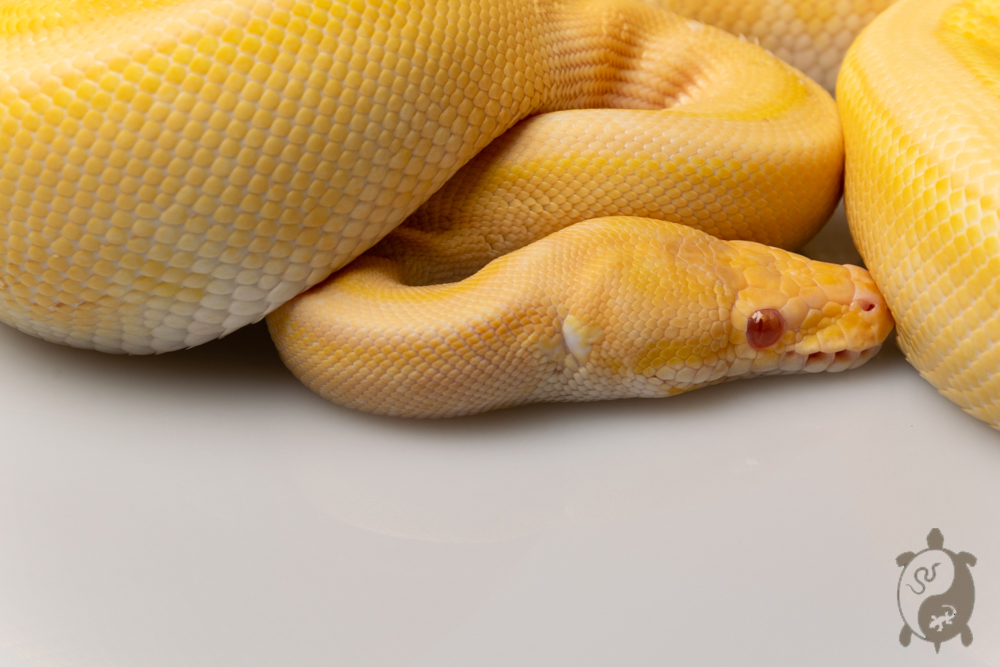 Python regius Albinos Genetic Stripe