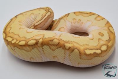 Python royal - Python regius Banana Clown Lesser