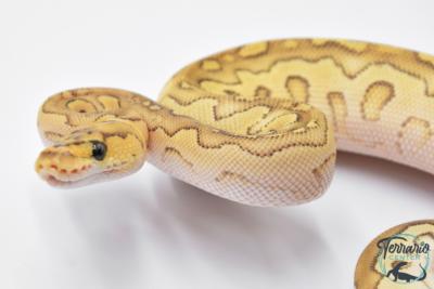 Python royal - Python regius Clown Lesser