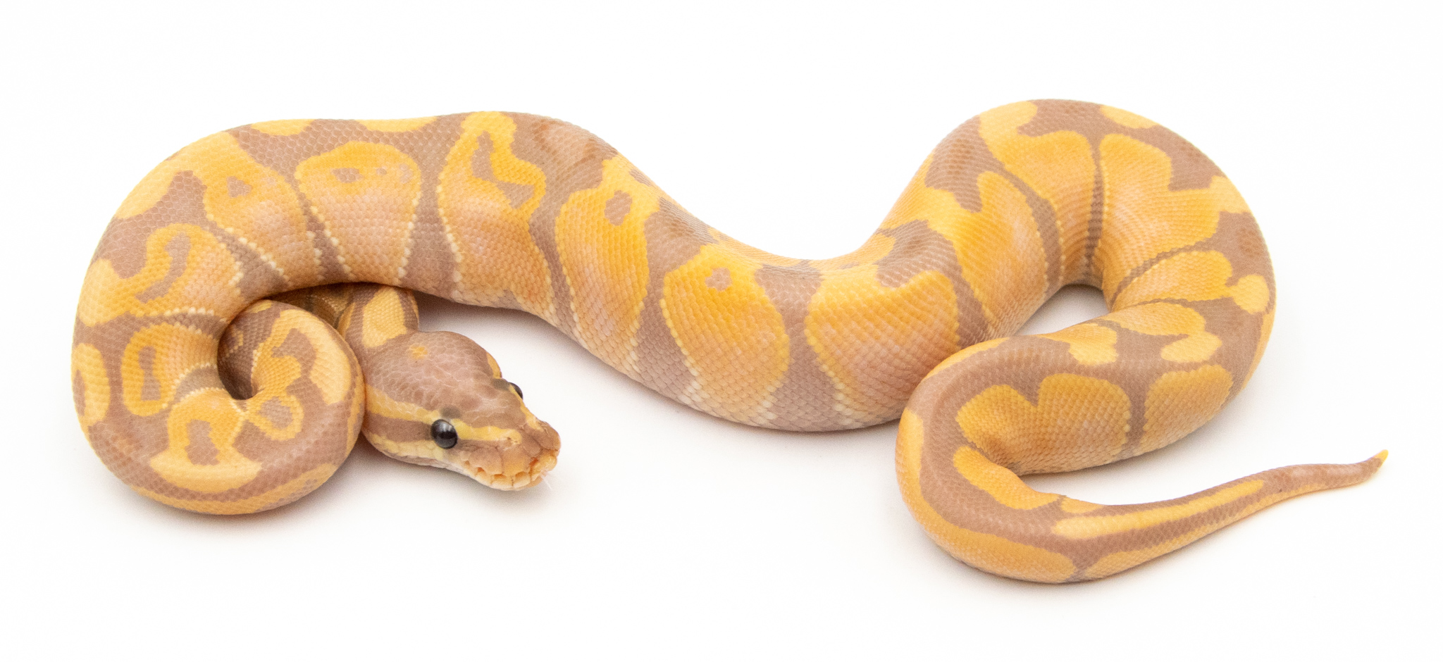 Python regius Banana