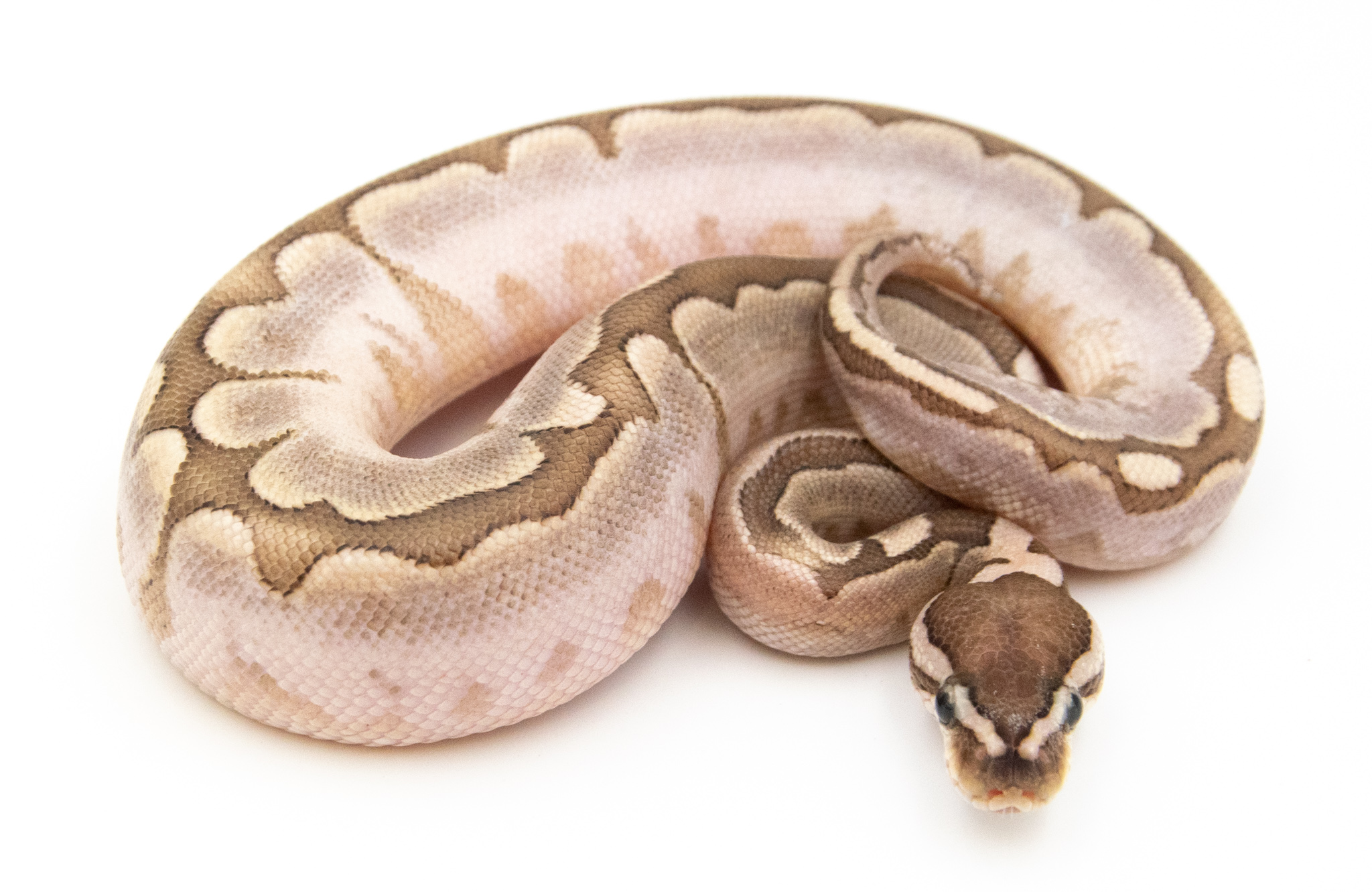 Python royal - Python regius Bamboo Calico poss Enchi