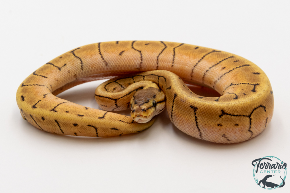 Python regius Spinner Blast