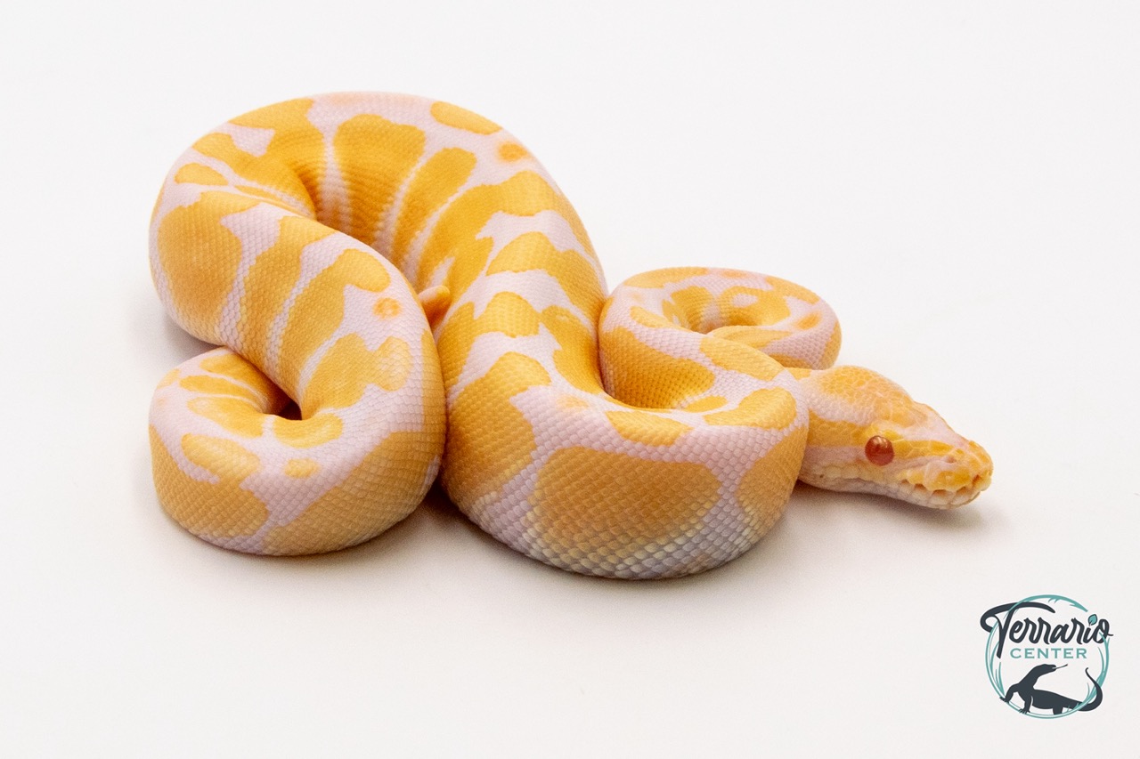 Python regius Albinos