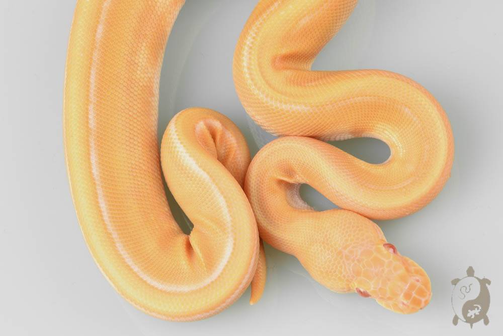 Python regius Albinos Genetic Stripe