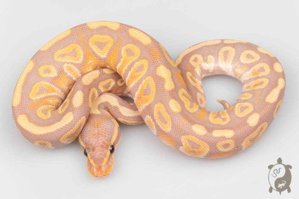 Python regius Banana Phantom