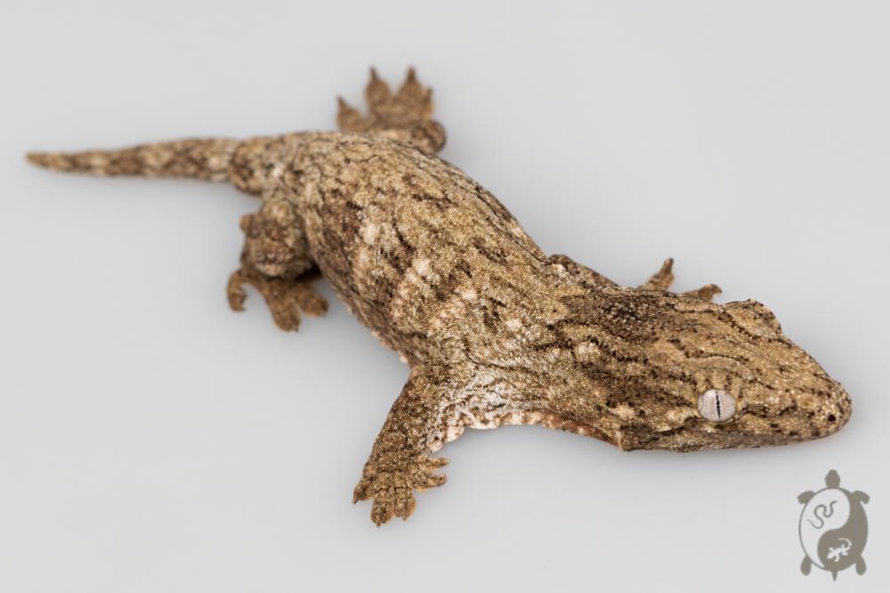 Rhacodactylus leachianus - Gecko géant de Nouvelle-Calédonie Mont Koghis 01