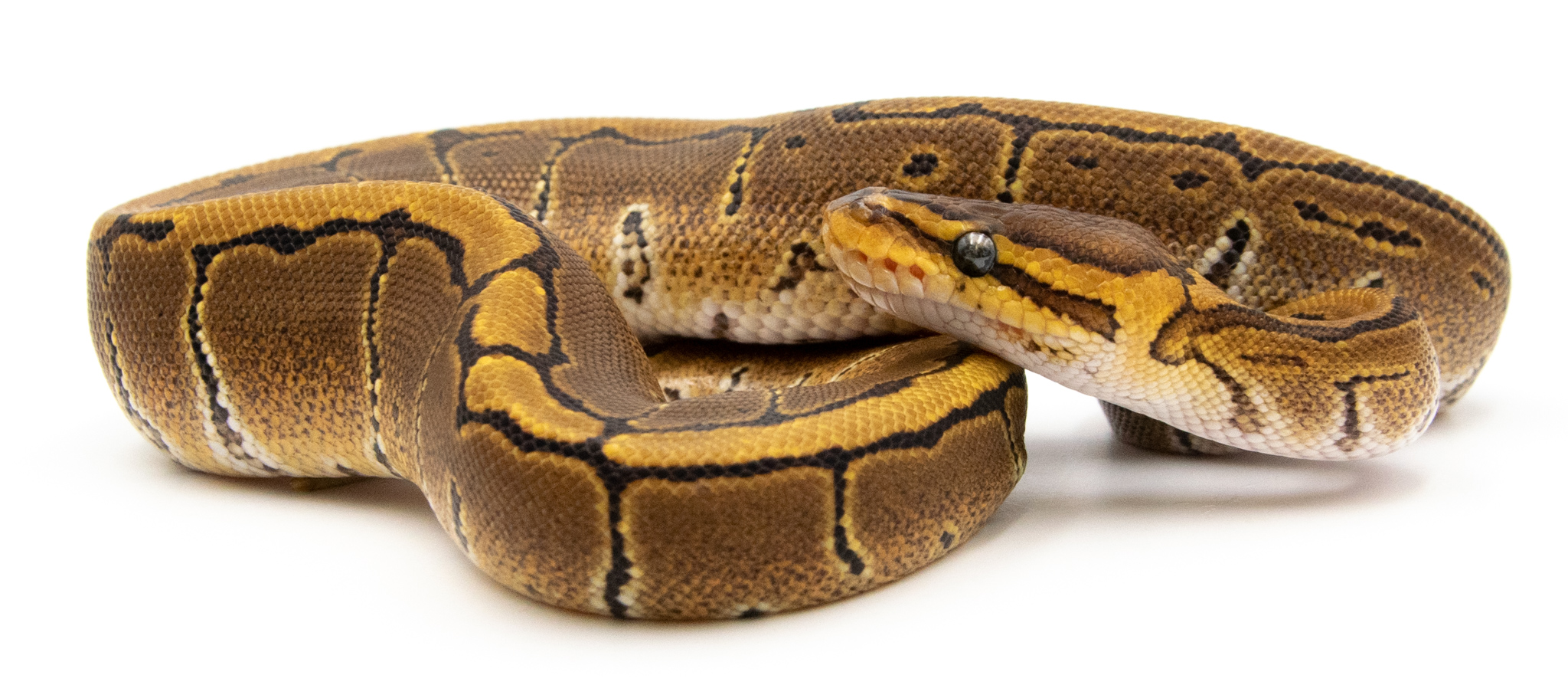 Python regius Pinstripe