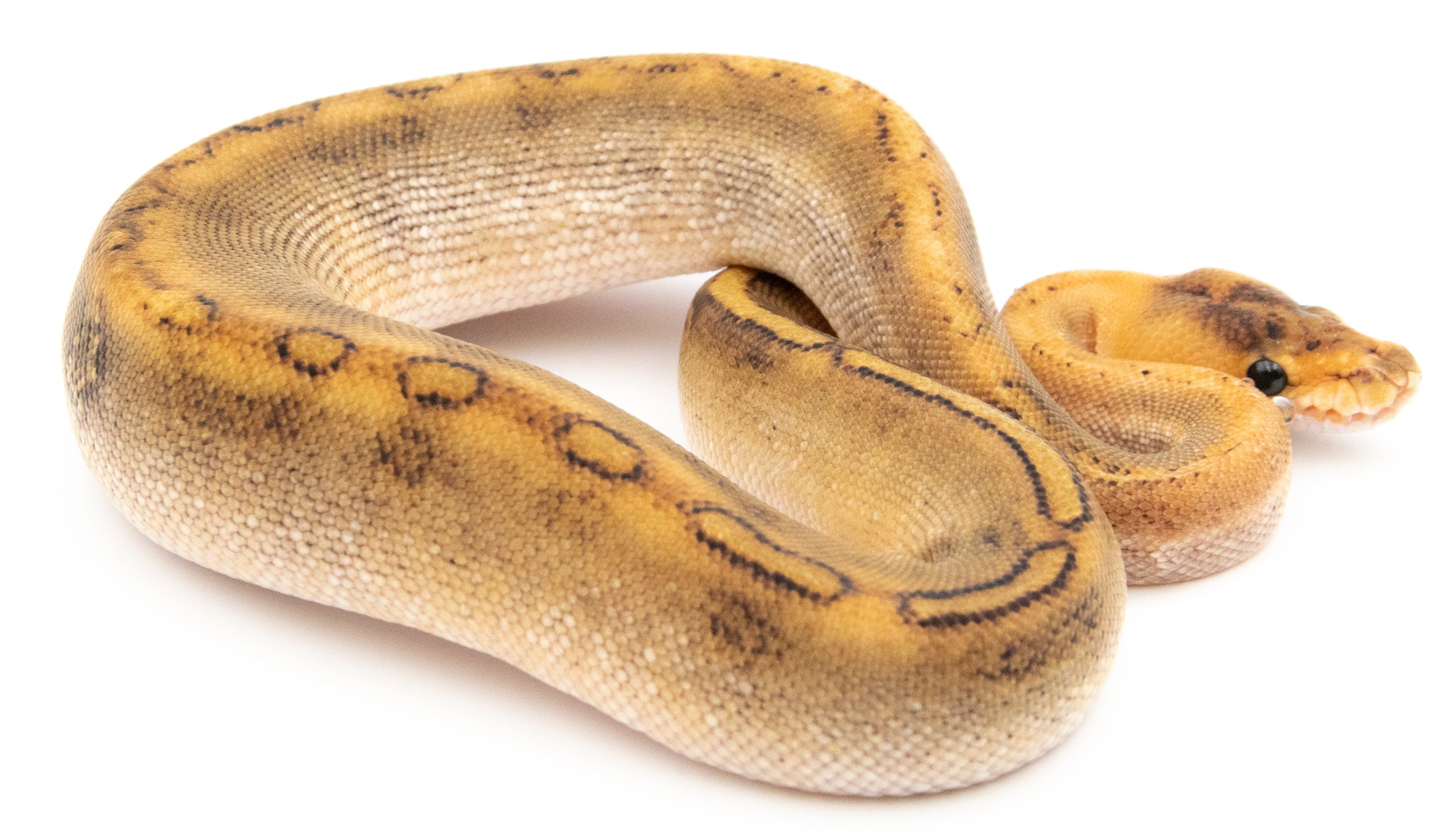 Python regius Champagne