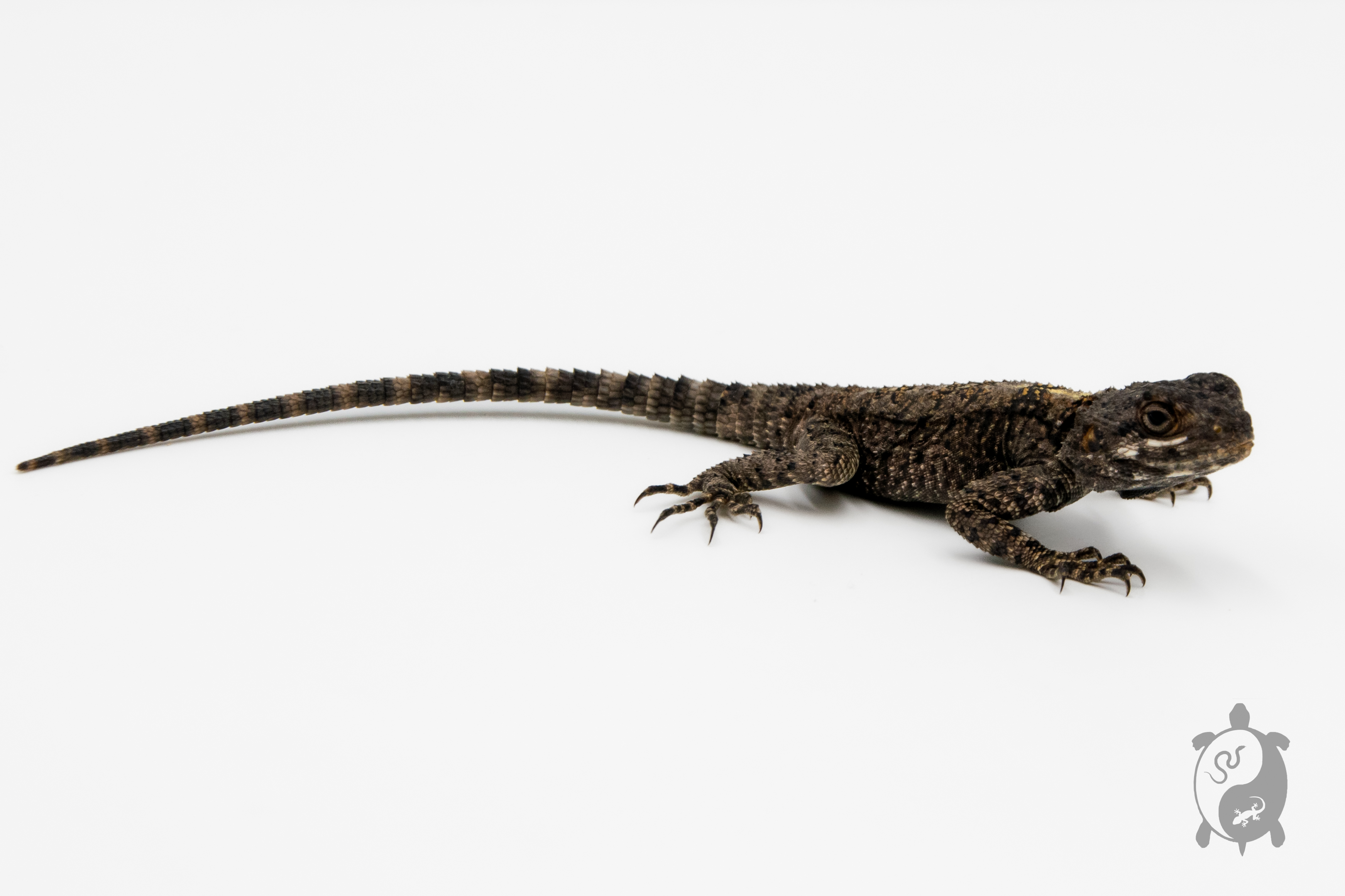 Stellagama stellio - Agame peint