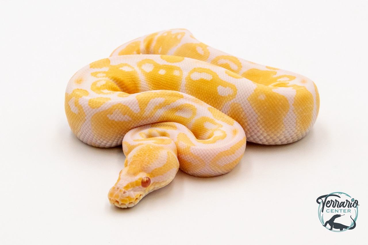 Python regius Albinos