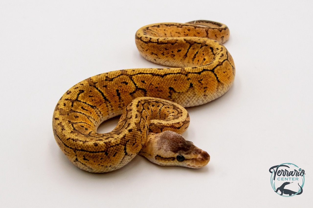 Python regius Lemon Blast Yellow Belly