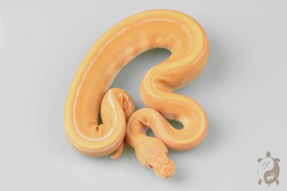 Python regius Albinos Genetic Stripe