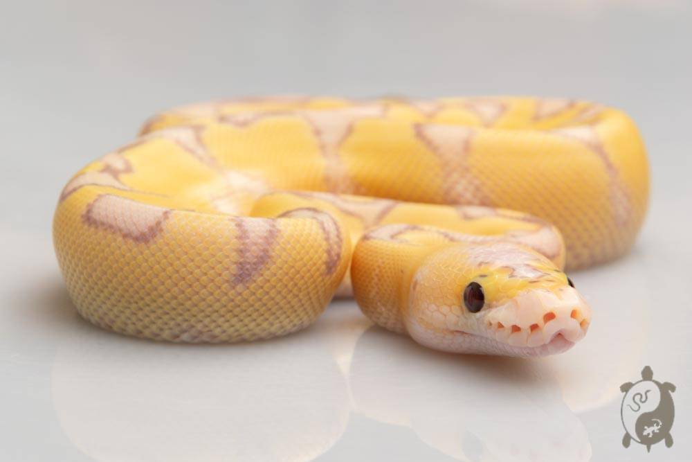 Python regius Super Pastel Banana Enchi Clown