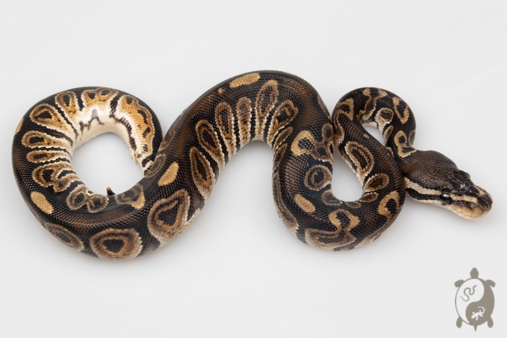 Python royal - Python regius Ghi Het Red Axanthic Orange Dream