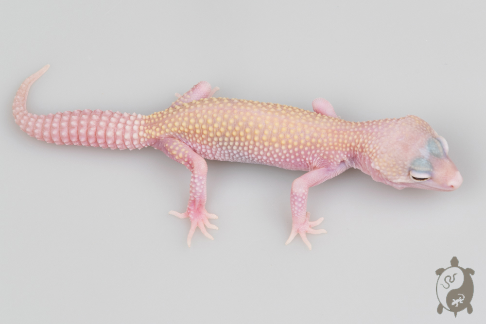 Gecko Leopard Boutique Terrario Center