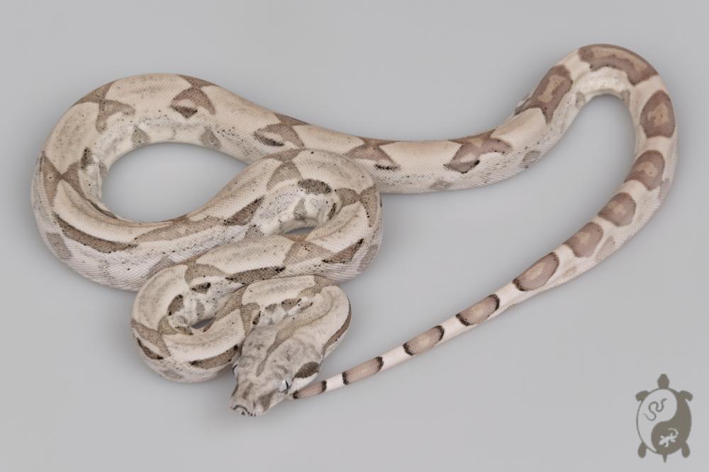 Boa constrictor imperator Hypomélanistique Ghost